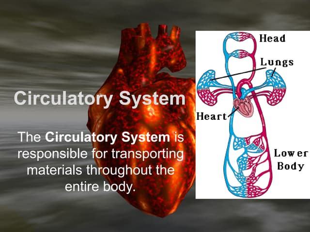 Avian circulatory system | PPTX