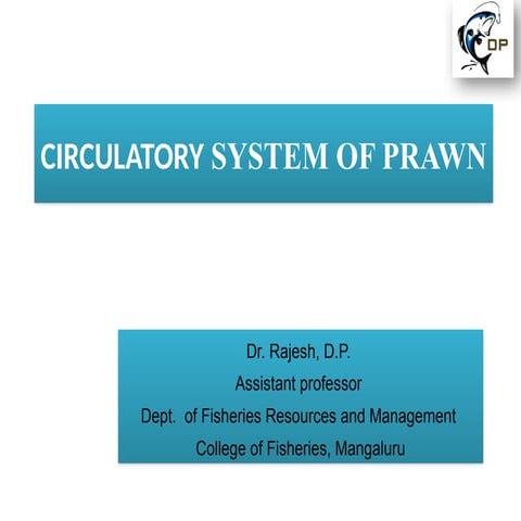 Circulatory system prawn.pptx Blood vascular system | PPTX
