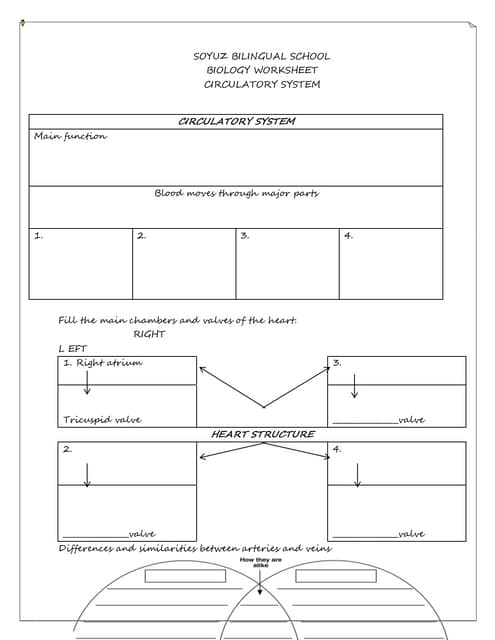 The Circulatory System Worksheet.pdf | Heart and Cardiovascular ...