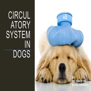 circulatory system in dog and how the circulatory system and its ...