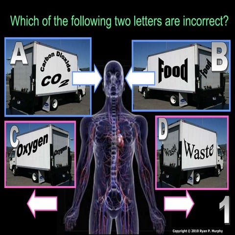 Heart and Lungs PowerPoint Review Game Quiz, Circulatory System ...