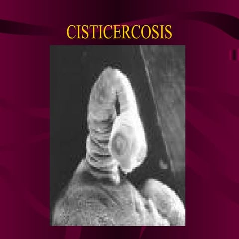 Cisticercosis | PPT