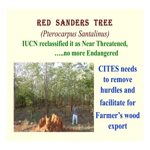 pterocarpus santalinus (RED SANDERS) THE ENDANGERED TREE | PPTX