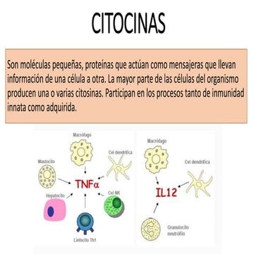 INMUNOLOGIA -CITOCINAS CLASIFICACION Y PROPIEDADES CLASIFICACION DE LOS ...
