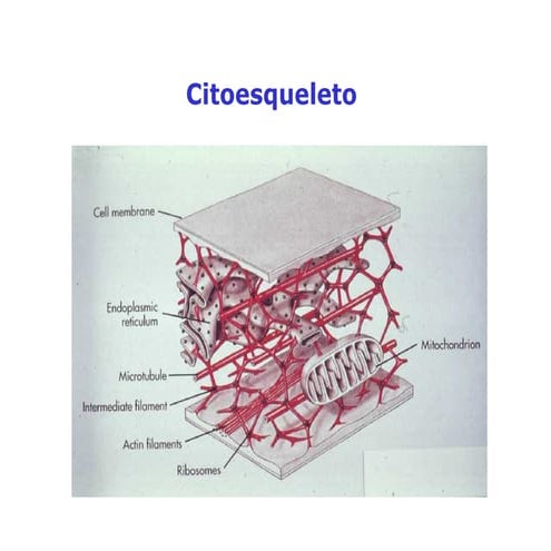 Citoesqueleto Biología celular Clase PDF | PDF