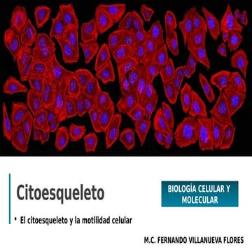 CITOESQUELETO.pptx