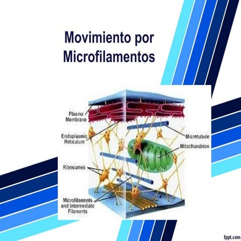 Citoesqueleto movimiento mediado microfilamentos.pdf
