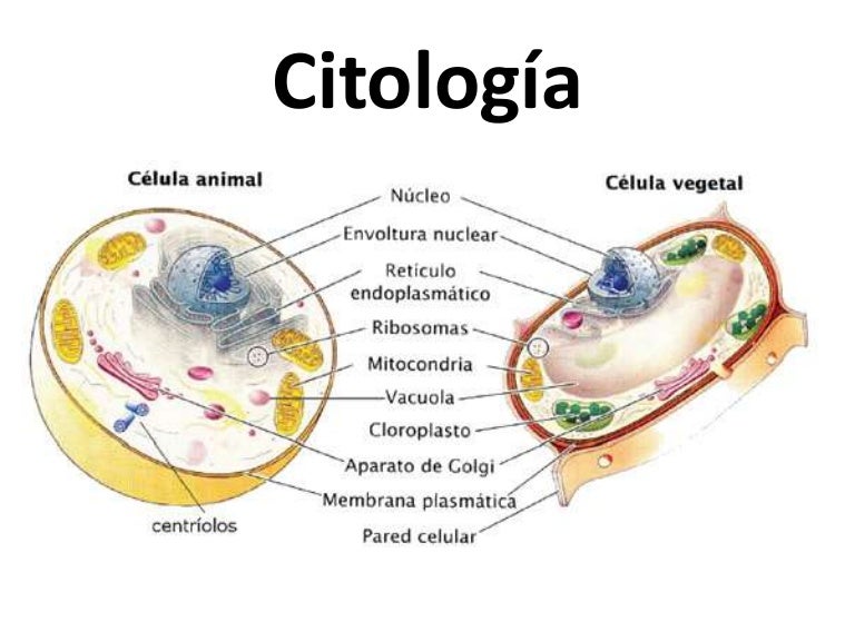 Citología