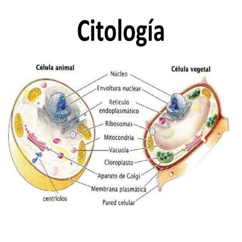 Citología | PPTX
