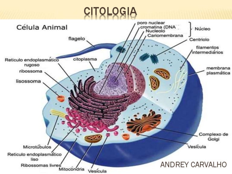 Citologia