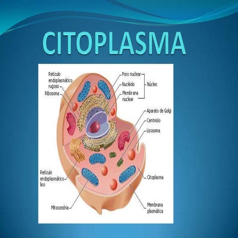 CITOPLASMA | PDF