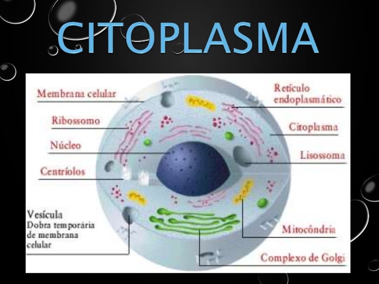 Citoplasma