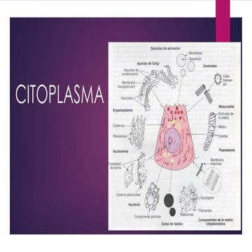 Citoplasma | PPTX