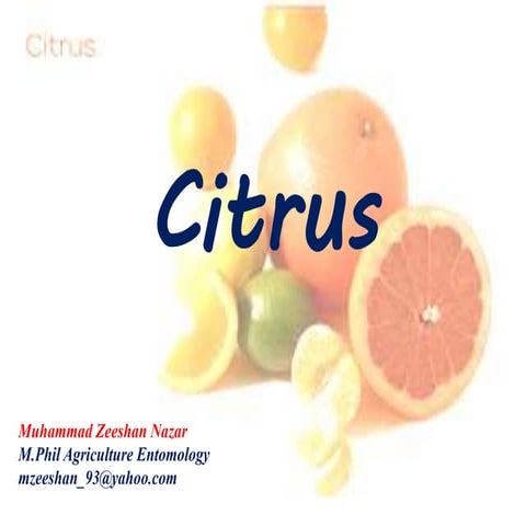 Citrus | PPTX