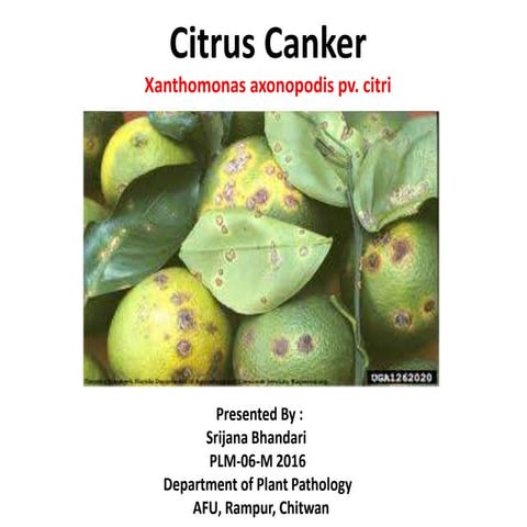 Citrus canker | PPTX