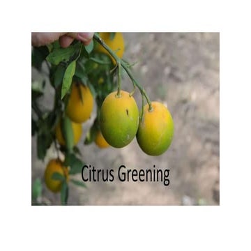 Citrus Greening Disease and its Management | PPTX