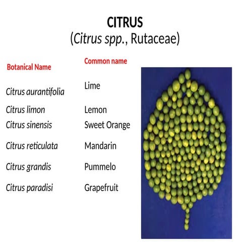 Clmate, Soil, Land Preparation, Irrigation and Other Management ...
