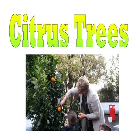 Citrus trees powerpoint | PPT