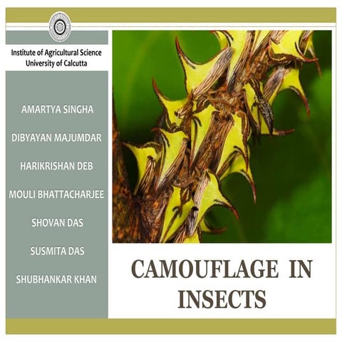 Camouflage in Insects - The Mimic Masters | PPTX