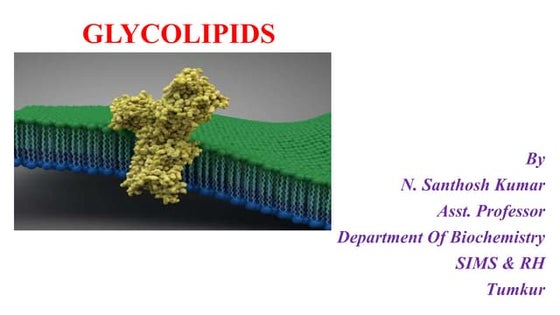 Glycolipids | PPT