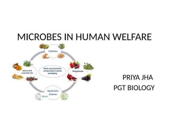 Microbes in Human Welfare PPT Class - 12 | PPTX