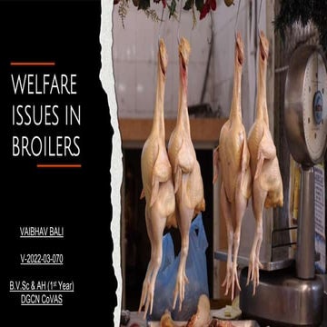 Welfare Issues in Broiler Chickens By Vaibhav Bali.pptx