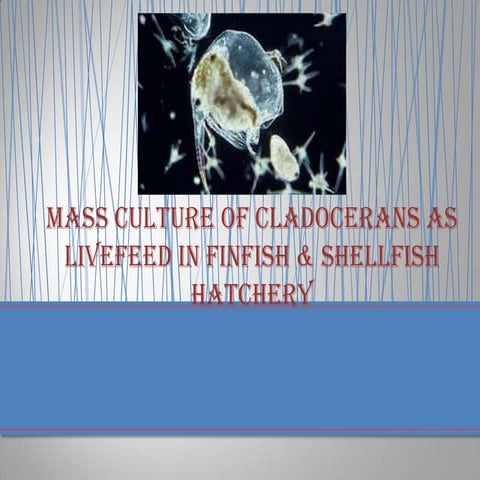 Cladoceran culture | PPTX