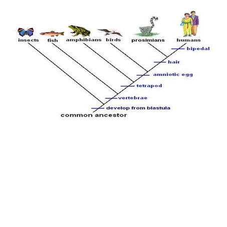 CLADOGRAM.docx