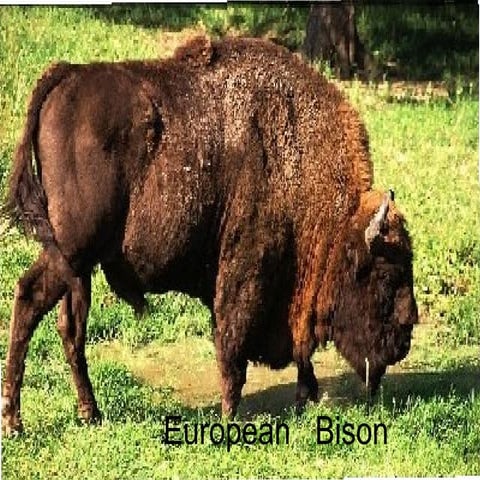 European Bison | PPT | Rodeo | Sports