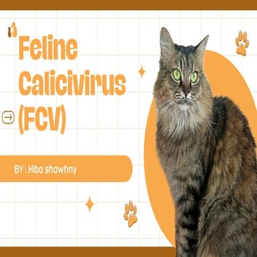 Feline calicivirus fcv presentation for vet students | PDF