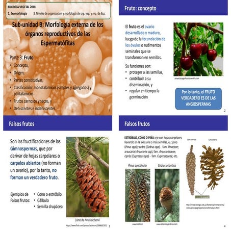 15.MORFOLOGÌA DEL FRUTO .pdf
