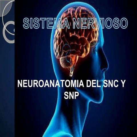 Clase 1.....SNC y SNP Neuroanatomia.pptx