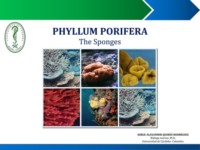 Phylum Porifera - Sycon | PPTX