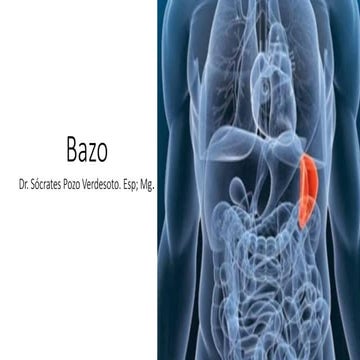 Anatomía del Bazo | PDF