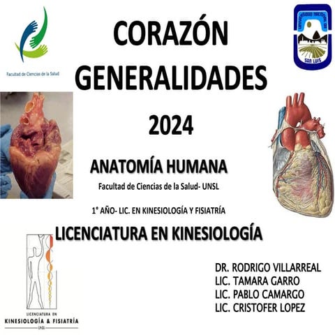 Anatomia del corazón | PPTX