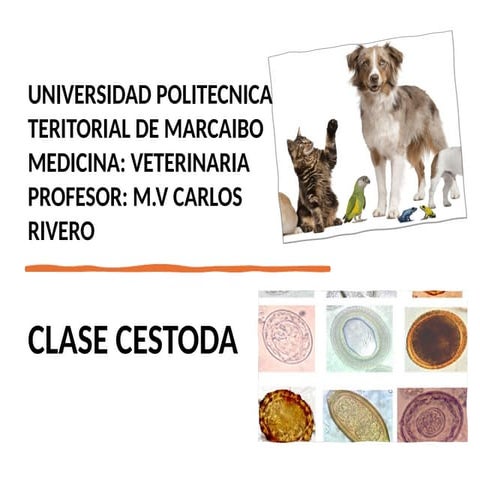 Hymenolepis nana y diminuta | PPS