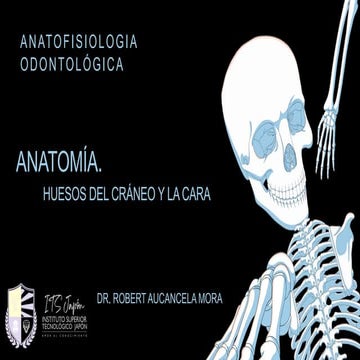 huesos de cráneo y cara | PDF
