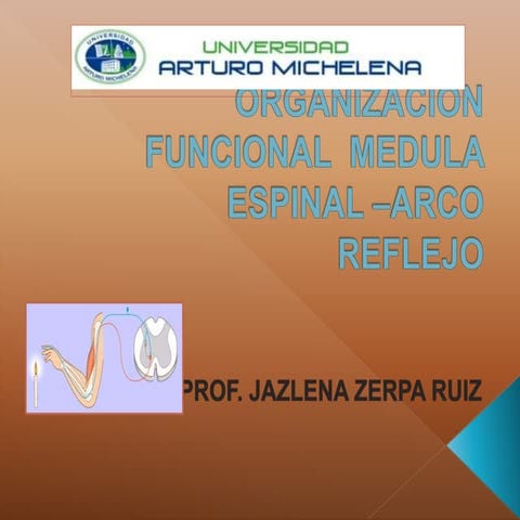Medula Espinal-Reflejos | PPT