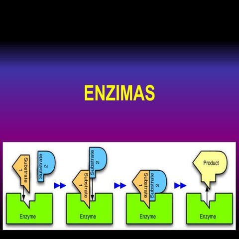 Zimogenos | PPT
