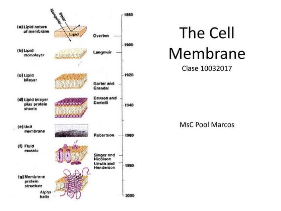Structure and function of cell membrane | PPT