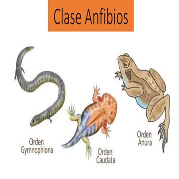 Clase anfibios | PPTX
