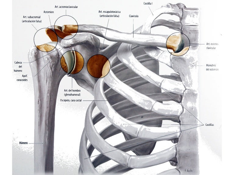 Articulacin Glenohumeral
