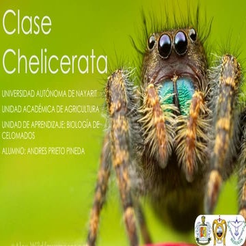 invertebrates : chelicera | PPTX