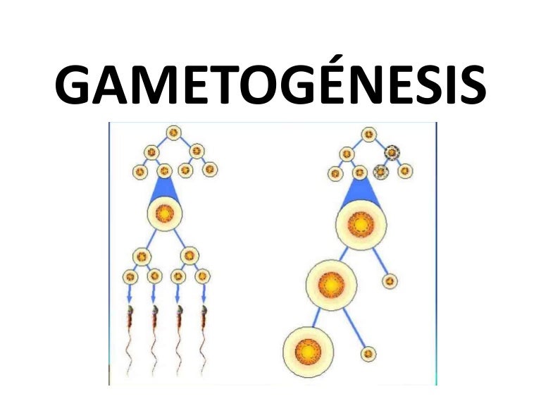 Gametogenesis
