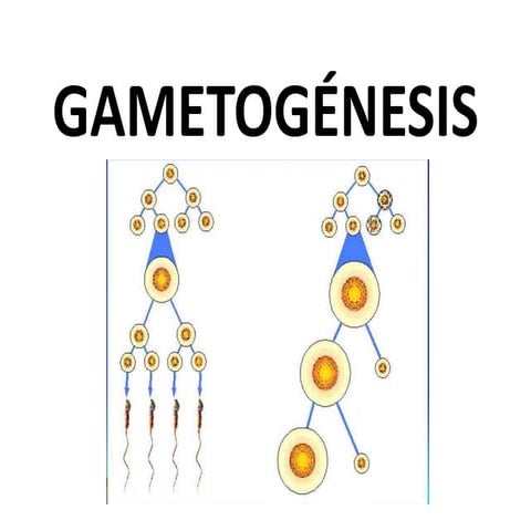 Gametogenesis | PPT