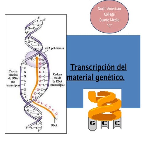 Clase de transcripcion 4° | PPT