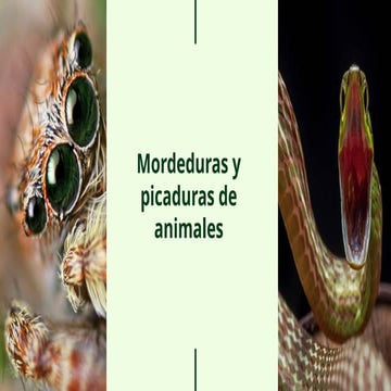 Infecciones por mordeduras pediatria | PPTX