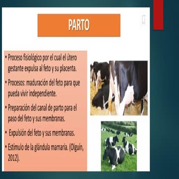 Fases que ocurren en la vaca durante un parto normal | PPTX