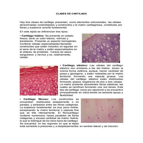 Clases de cartilago | DOCX