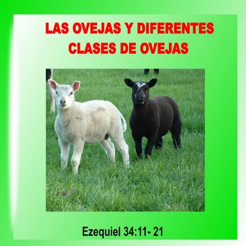 CLASES DE OVEJAS en el rebaño jim.pptx